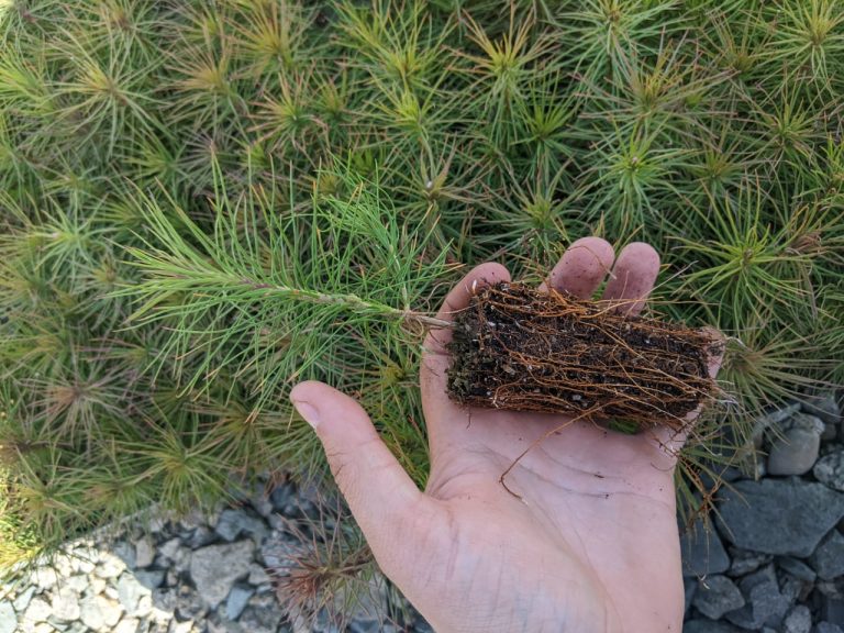 Сеянцы сосны обыкновенной (Pinus silvestris) | Сарафановский питомник ...